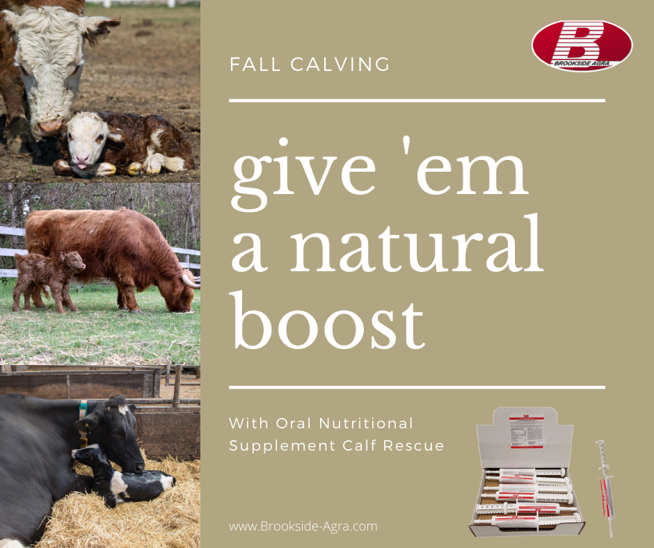 Fall Calving graphic - Brookside Agra
