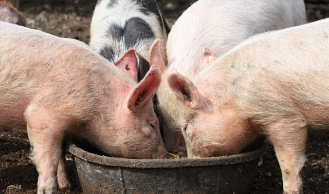 pigs-feeding - Brookside Agra